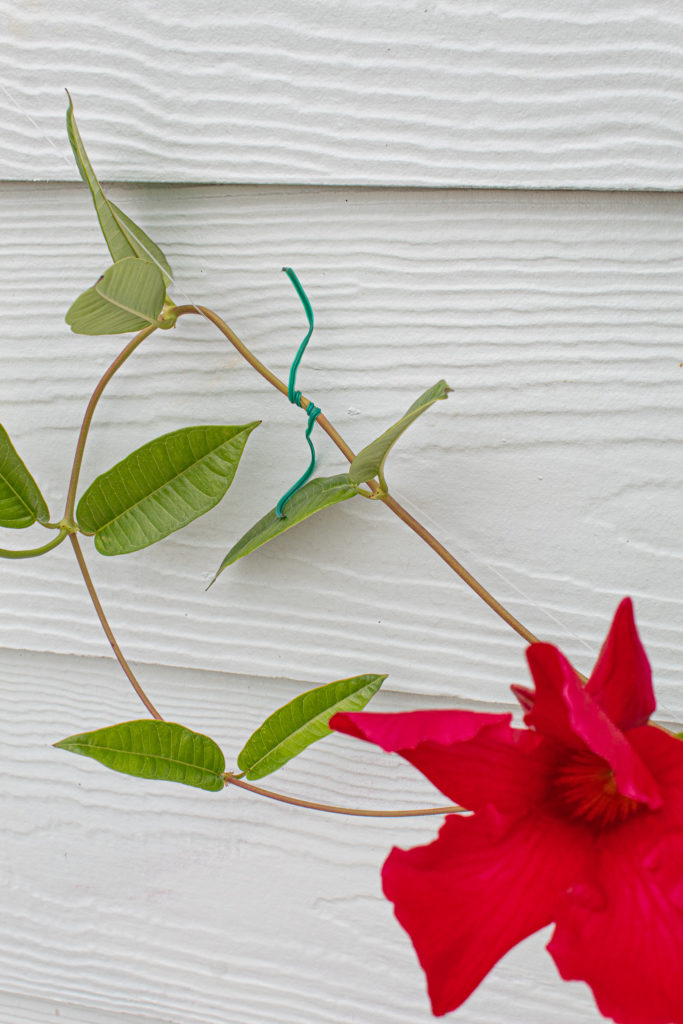 A Diamond Trellis For Climbing Plants – Home Decor & DIY