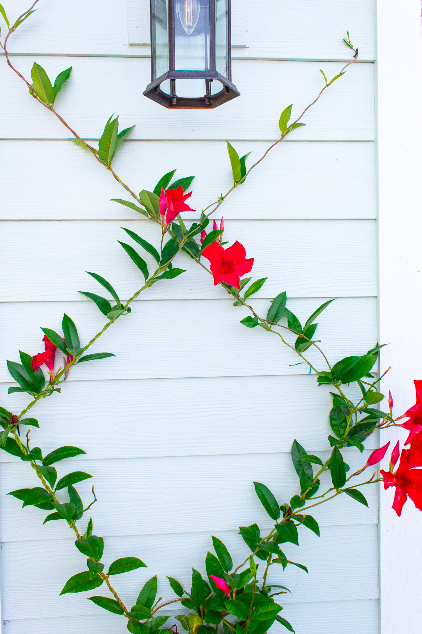 DIY Diamond Trellis – Nooks In Bloom