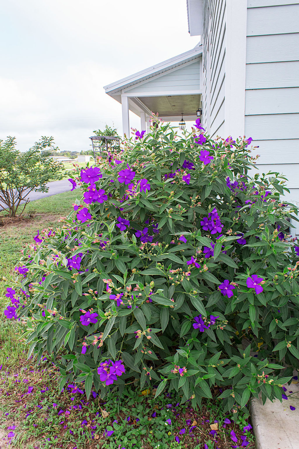 Ideas For Year Round Color In your Garden – Nooks In Bloom