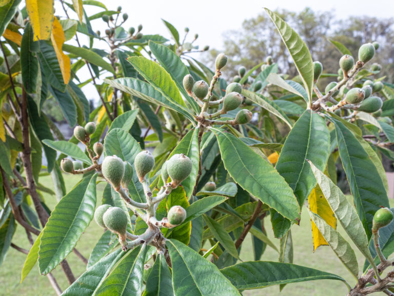 Scenes From My Garden-Signs of Spring – Nooks In Bloom