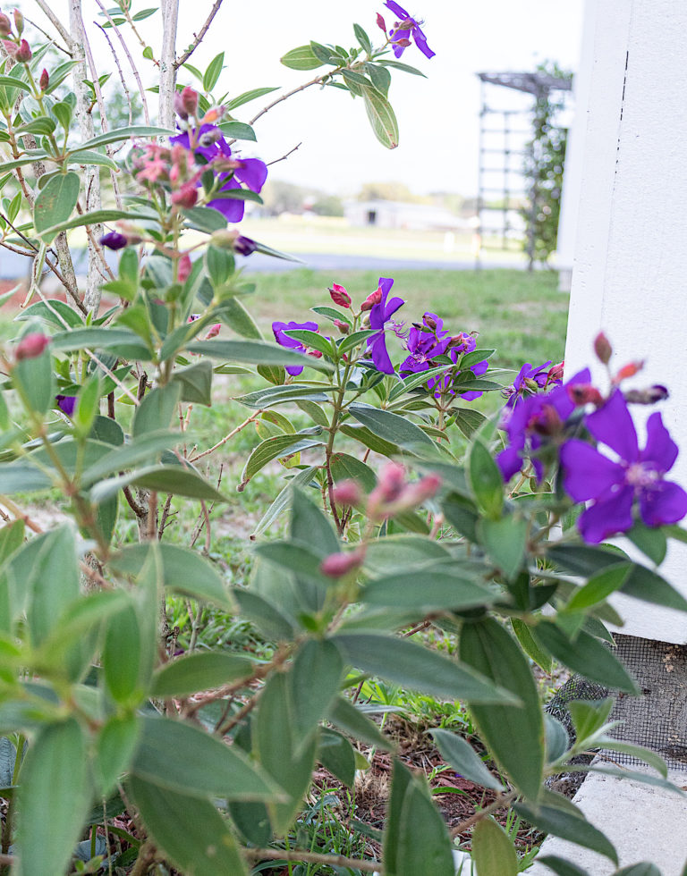 Scenes From My Garden-Signs of Spring – Nooks In Bloom