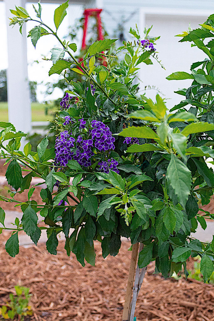 How To Create Your Own Garden Oasis On A Budget – Nooks In Bloom