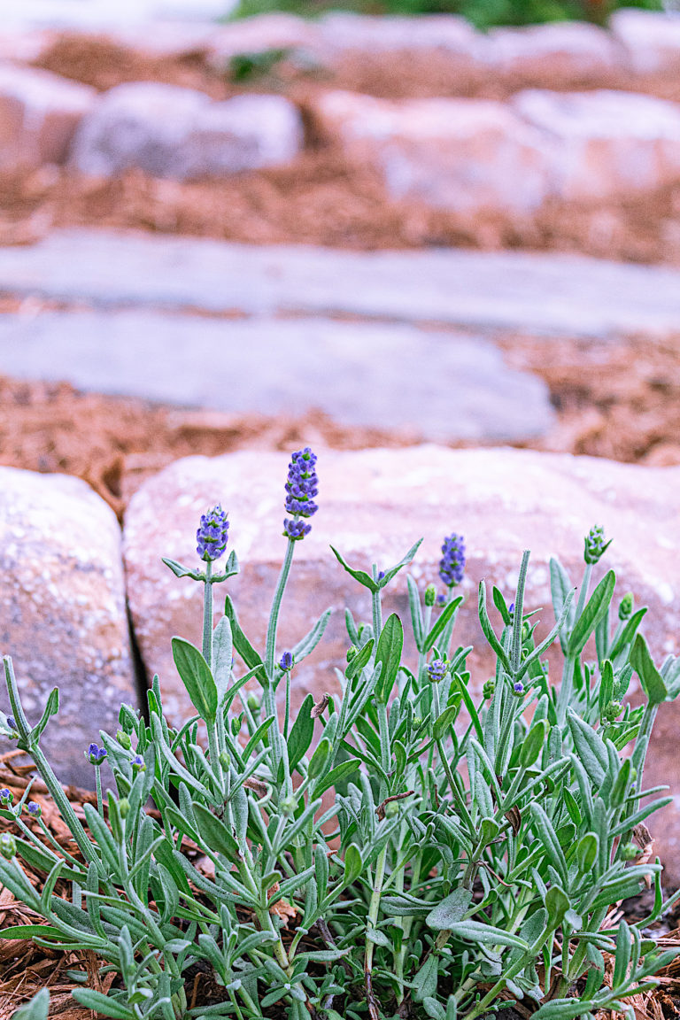 How To Create Your Own Garden Oasis On A Budget – Nooks In Bloom