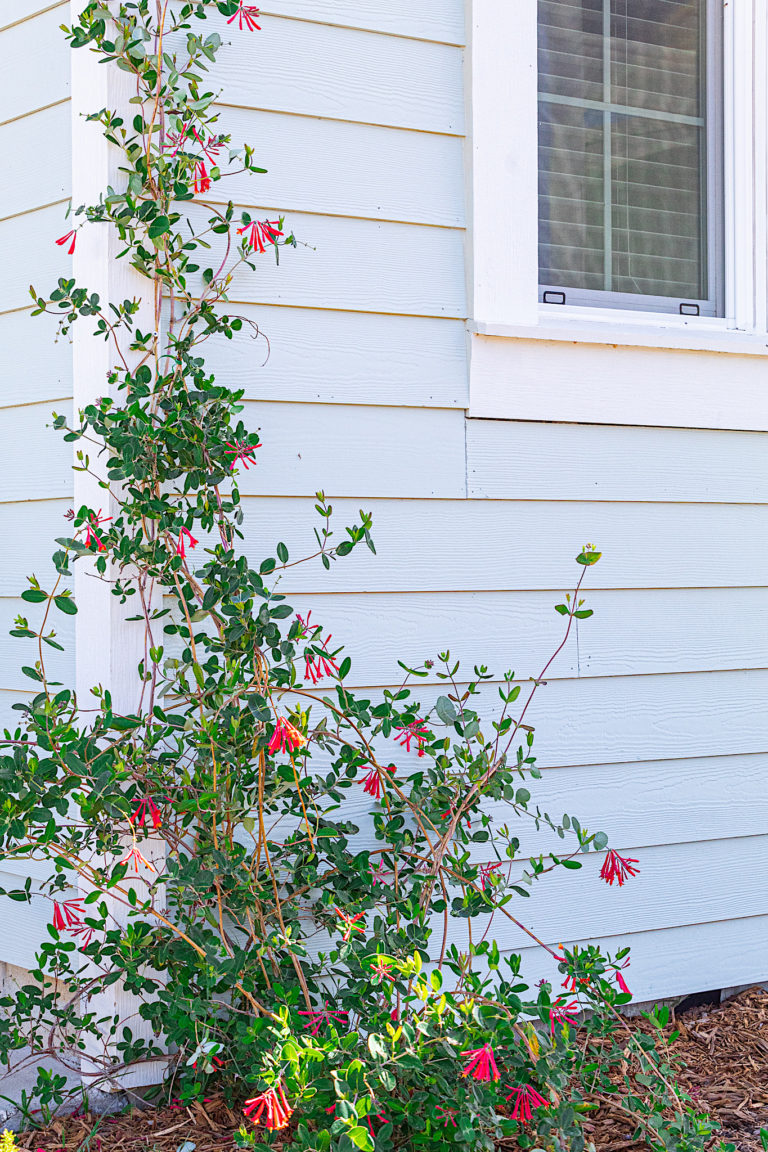 How To Create Your Own Garden Oasis On A Budget – Nooks In Bloom