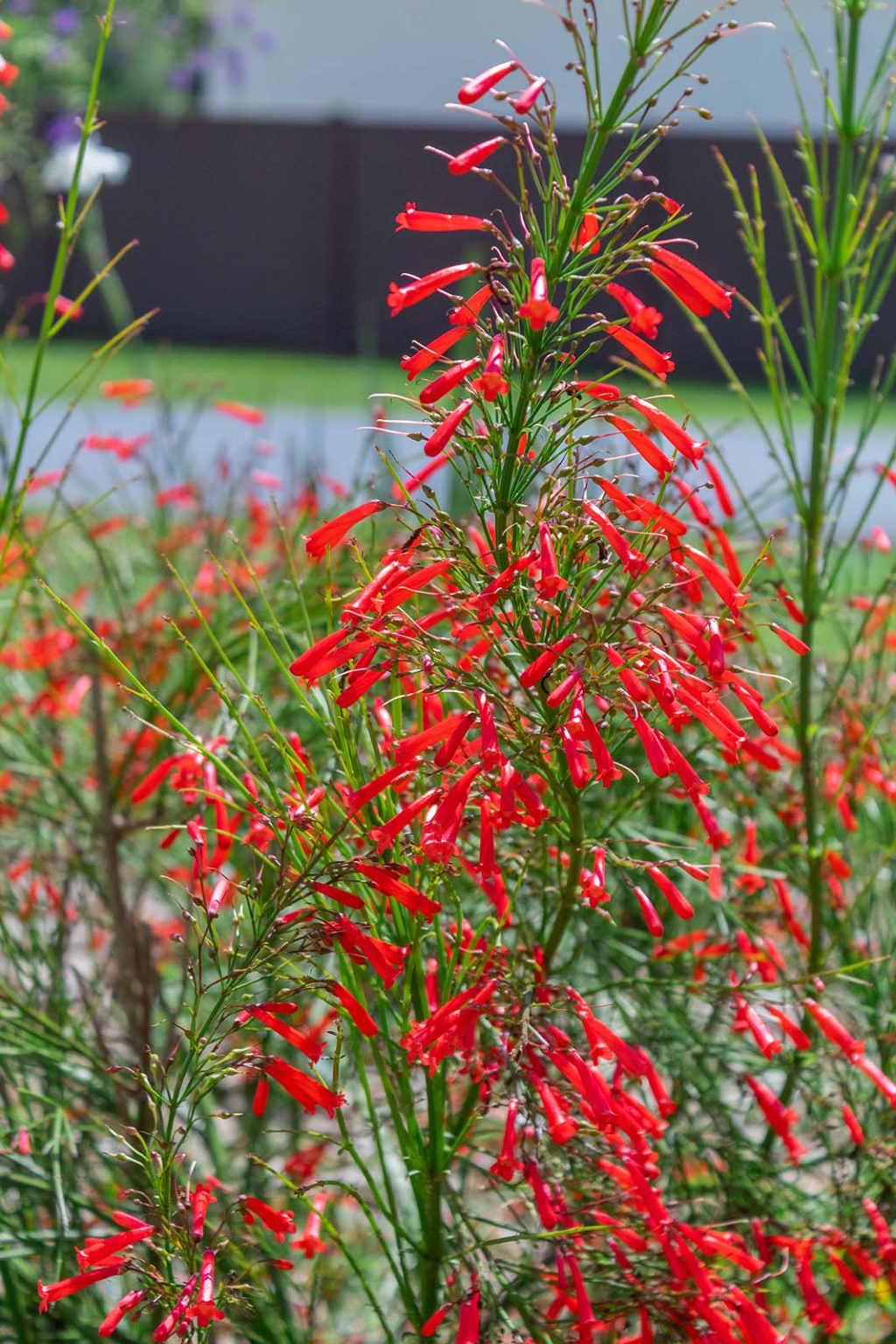 Ideas For Year Round Color In your Garden – Nooks In Bloom