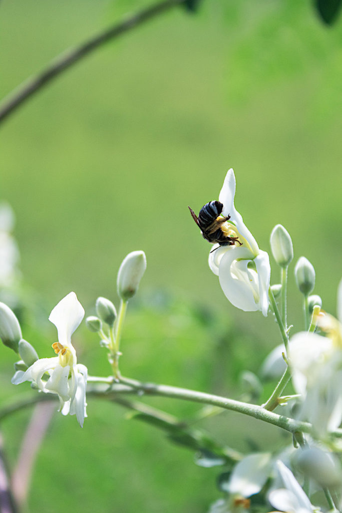 Ideas For Year Round Color In your Garden – Nooks In Bloom