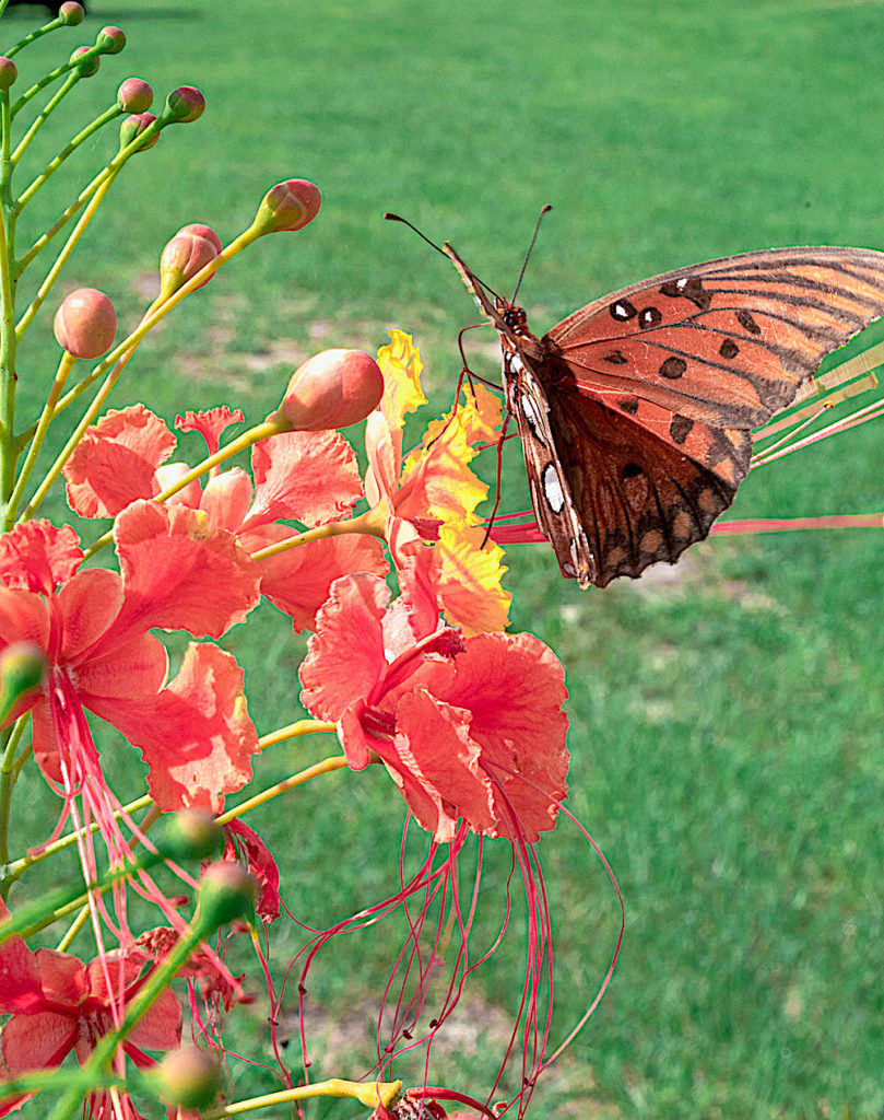 Ideas For Year Round Color In your Garden – Nooks In Bloom