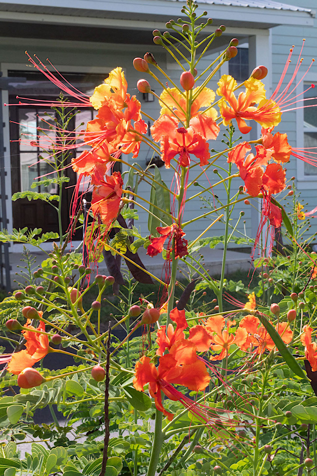 Ideas For Year Round Color In your Garden – Nooks In Bloom