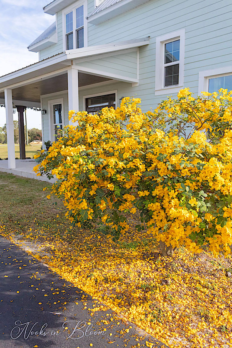 Ideas For Pretty and Functional Landscaping-Scenes From My Garden ...