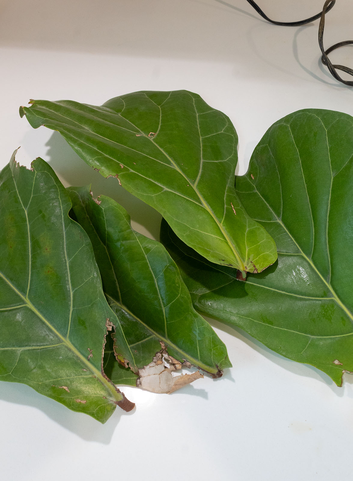 EASY CHRISTMAS WREATH WITH TROPICAL FLAIR – Nooks In Bloom